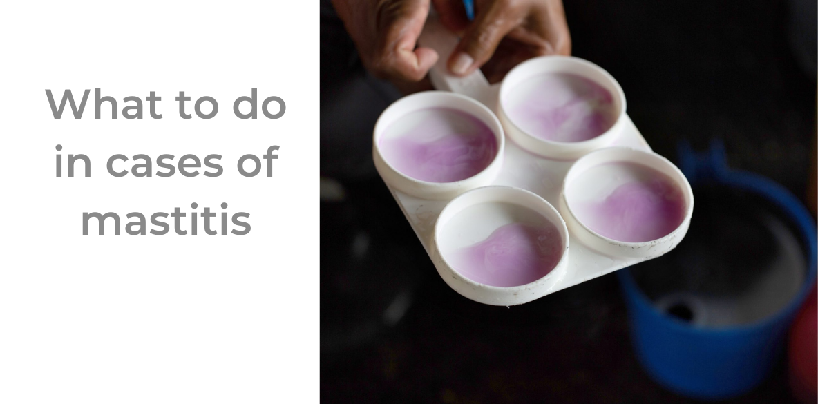 Detecting Mastitis | Know the Facts | Farm Compare